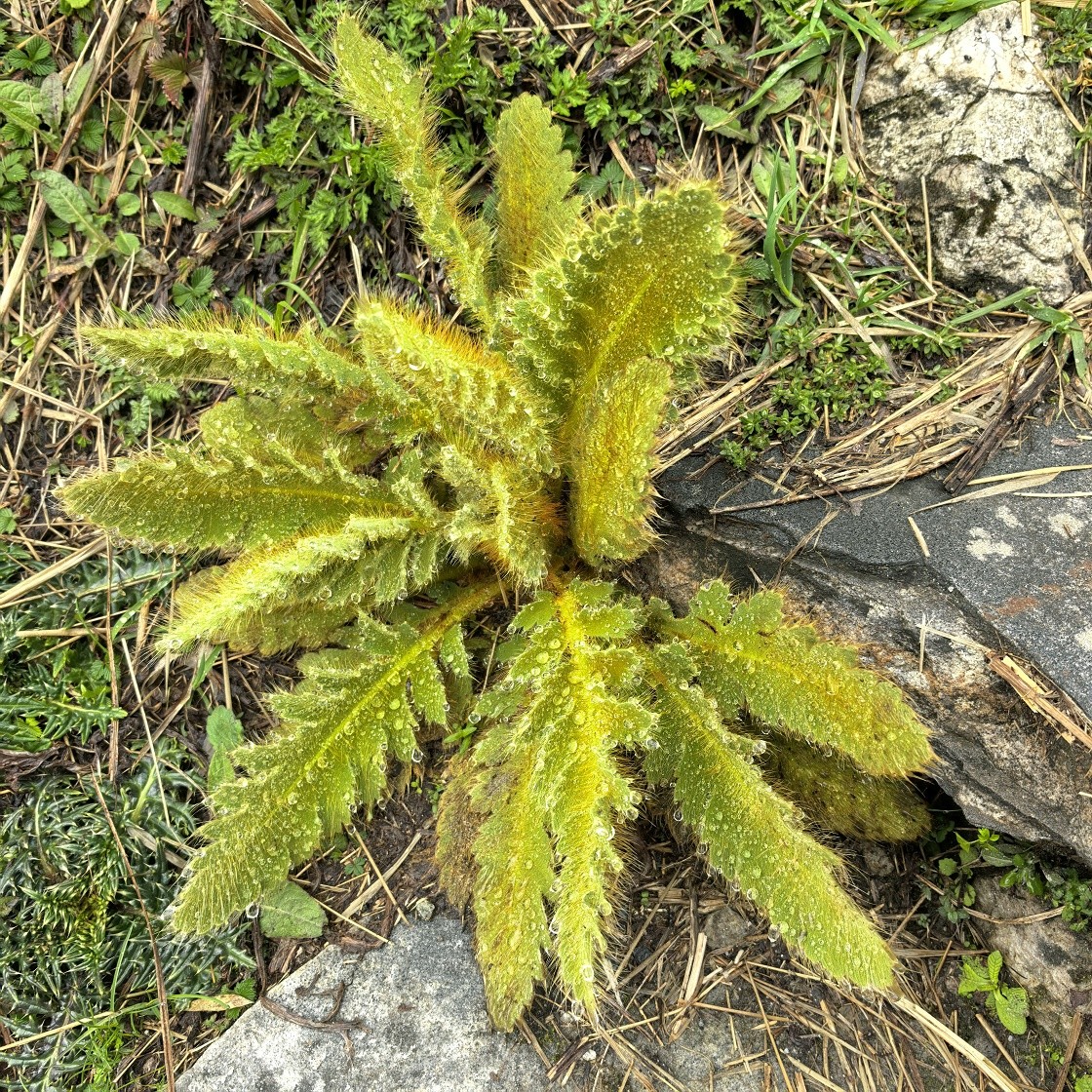 Here’s a quick look at the Annapurna Conservation Area’s biodiversity: