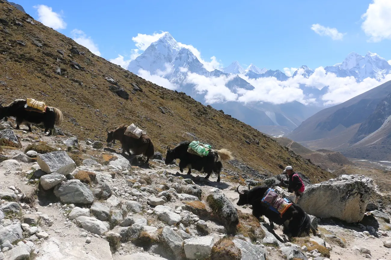 Flora and Fauna on Everest Base Camp Trek: A Complete Guide